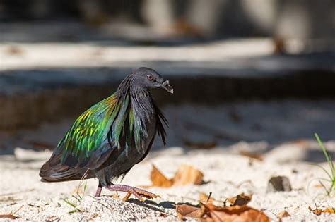 맑은 날 태국 시밀란 제도의 모래 해변에서 먹이를 찾는 니코바르 비둘기의 클로즈업 사진 이 새의 무지갯빛 깃털은 매끈한 검은색
