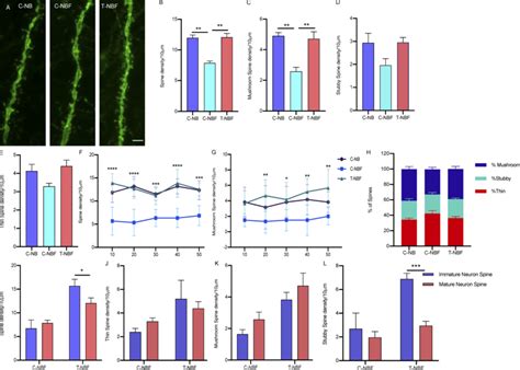 Augmentation Of Neurogenesis Modulates Synaptic Plasticity Of Mature Download Scientific