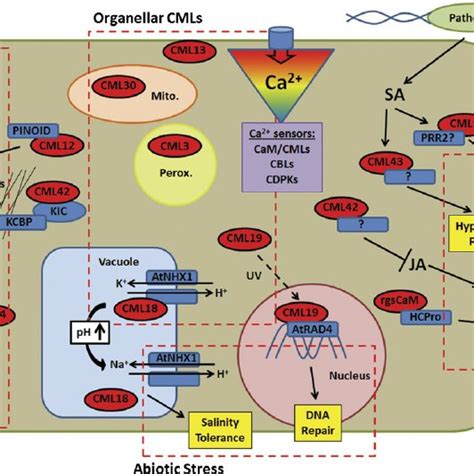 Working Model Of Cml Function In Plant Cells This Model Displays Known Download Scientific