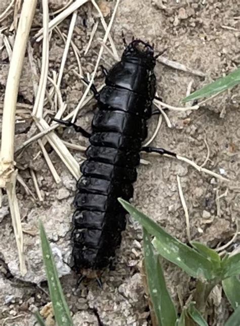 Long Black Bug With 6 Legs And Segmented Body Ne Oklahoma Whatsthisbug