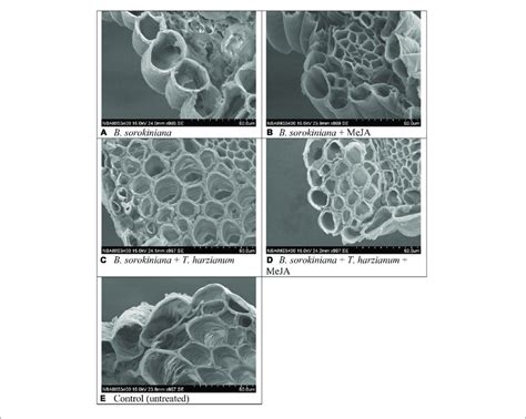Effects Of T Harzianum And Meja Application On Tissue Disintegration