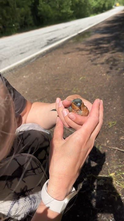 Птица лежала у дороги рядом с мертвой птицей Мы его попоили водой он вроде ожил и улетел в лес
