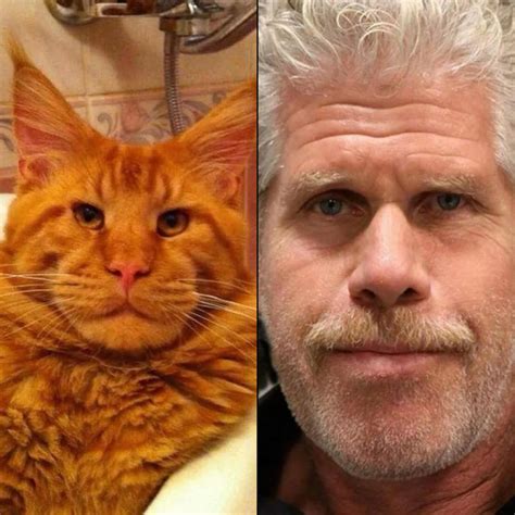 Screengeek This Cat Looks More Like Ron Perlman Than Ron