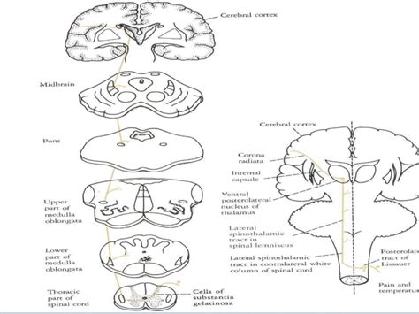 Localization In Clinical Neurology Ppt