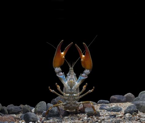 Signal Crayfish Waterlifelt