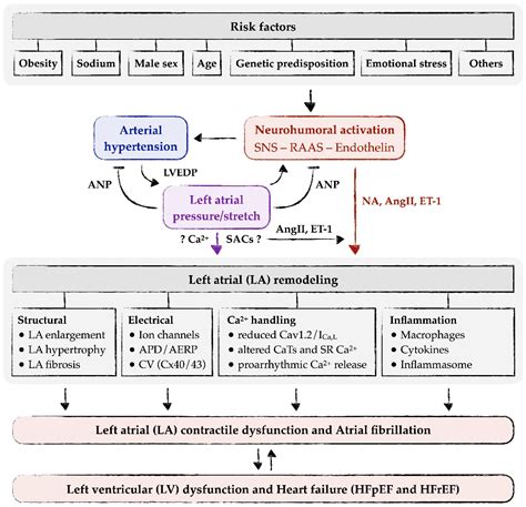Cells Free Full Text Left Atrial Myocardium In Arterial Hypertension