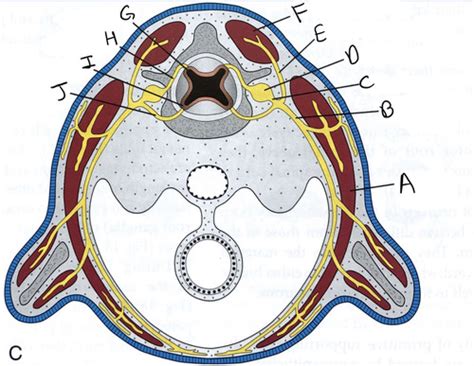 Transverse Cross Section Of Back Flashcards Quizlet