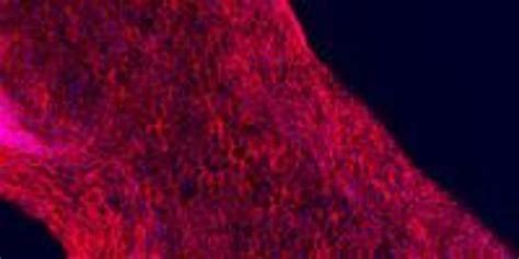 A Step Forward In Building Functional Human Tissues Lab Manager