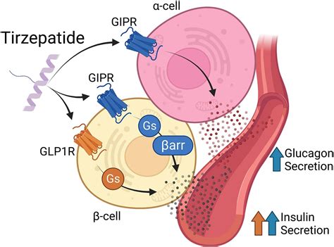 Gipr Glp 1r Dual Agonist Therapies For Diabetes And Weight Loss