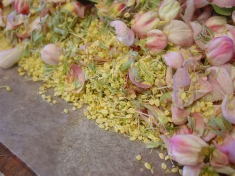 Apple Sex V 2 Fine Homebuilding