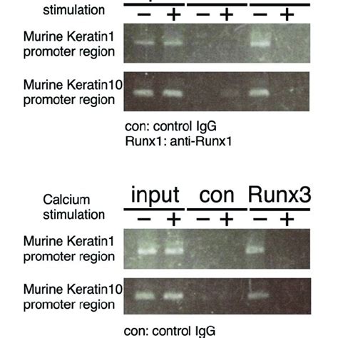 Chromatin Immunoprecipitation Chip Of Runx1runx3 With Keratin 1 And