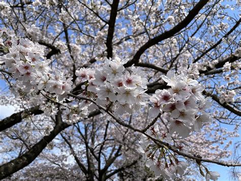 Cseresznyefa Cseresznyevirág Ingyenes Fotó A Pixabay En Pixabay