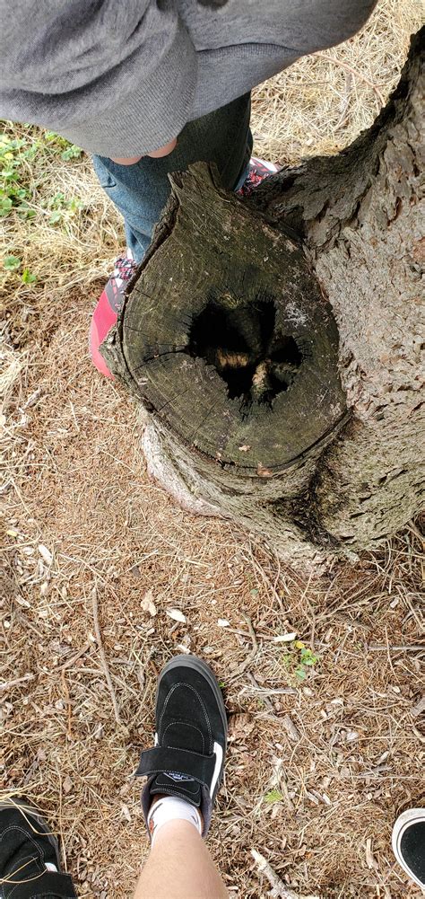 Spiky Tree Pussy R Dontputyourdickinthat