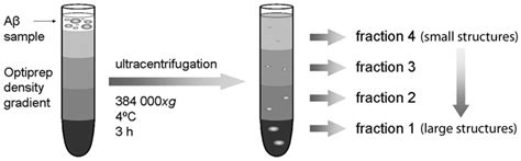 Density Gradient Ultracentrifugation Schematic Picture Of The Density Download Scientific