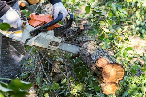 Man With Chainsaw Cutting The Tree Stock Image Image Of Equipment Adult 60977115