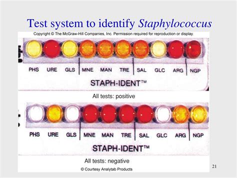 Ppt Staphylococci Powerpoint Presentation Free Download Id 3070804