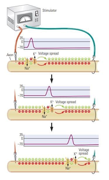 Neural Conduction Generation And Transmission Of Action Potential Careershodh