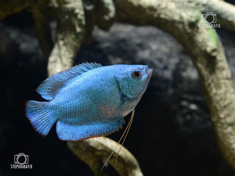 Zwergfadenfisch Kobalt Blau Trichogaster Ialia Var Cobalt