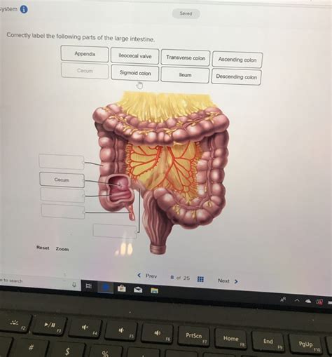 Solved Saved Ystem Correctly Label The Following Parts Of Chegg