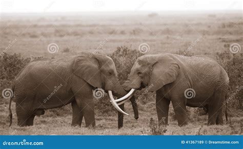 Kissing Elephants Stock Image Image Of Trunks Kissing 41367189