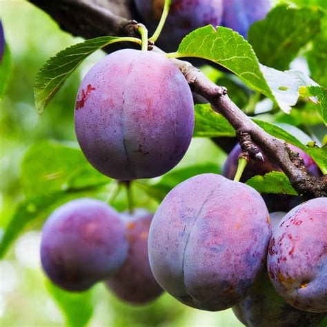 48 Types Of Plums A To Z Photos Butter N Thyme
