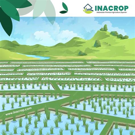 Inacropofficial Processing Rice Into Rice Cereal Is Part Of Human Agricultural History Here