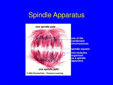 Spindle Apparatus Definition Simple At Clinton Spears Blog
