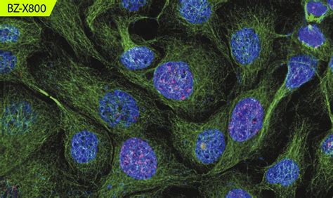 Fluorescence Microscopes Keyence America