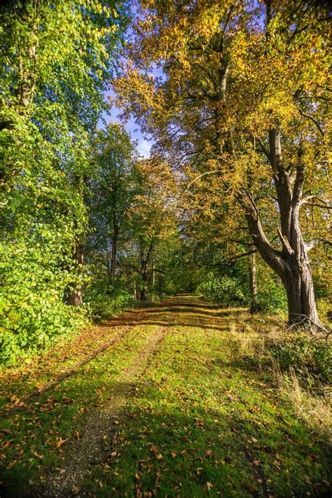 Autumn Colours Along A Path Through The Woodland Stock Image Image