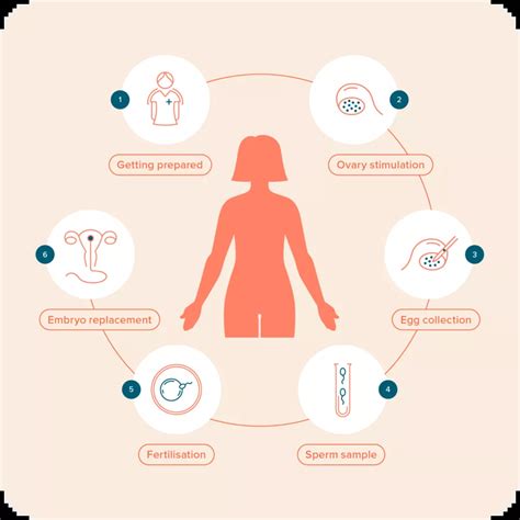 Understanding The Ivf Cycle • Fertility Associates