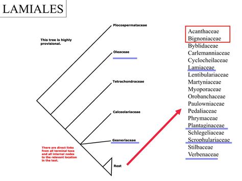 Ppt Bignoniaceae Powerpoint Presentation Free Download Id6860611