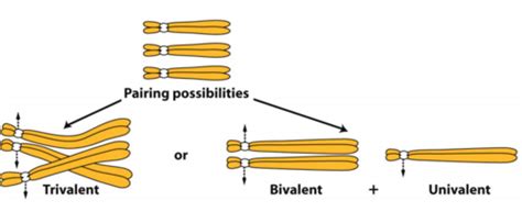 Chapter 5 Chromosomal Mutation Flashcards Quizlet