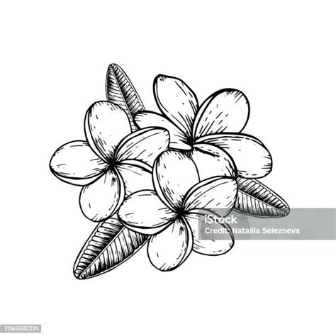 고립된 배경에 벡터 Plumeria 꽃 그림의 열대 구성 아름 다운 식물 손으로 그린 선형 이국적인 Frangipani 디자이너