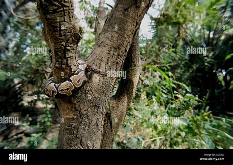 Royal Python Python Regius Curled Around Tree Trunk Wide Angle Showing Forest West Africa