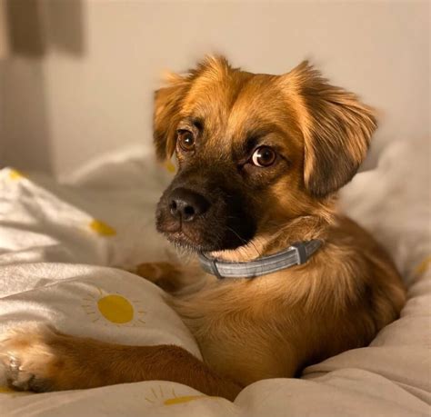 Dachshund Pekingese Mix Pekenund Your Ultimate Guide To The Breed