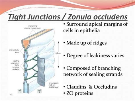 inter cellular junctions