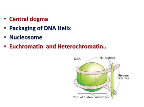Packaging Of Dna Helix Pptx