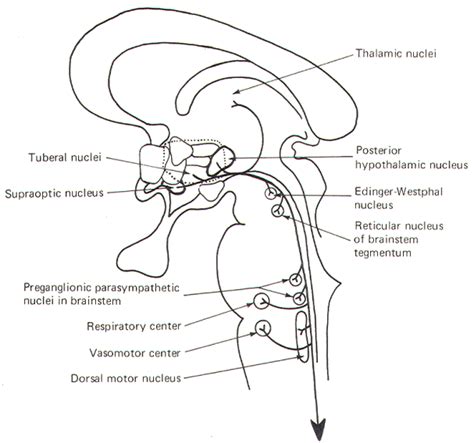 The Hypothalamus