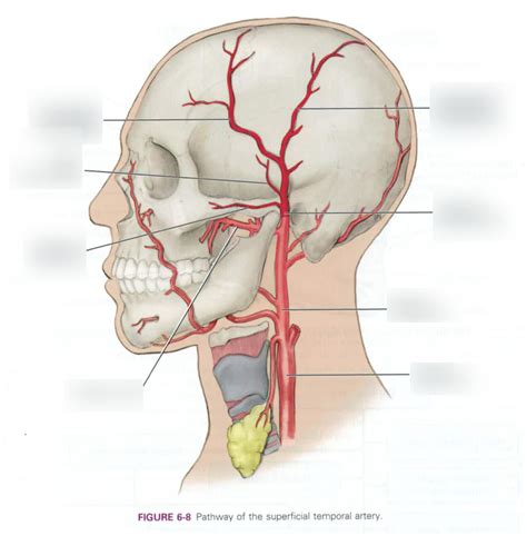 Pathway Of Superficial Temporal Artery Diagram Quizlet