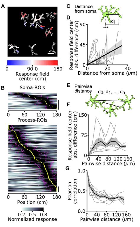 Topographic Organization Of Spatial Information Encoding In Astrocytes Download Scientific
