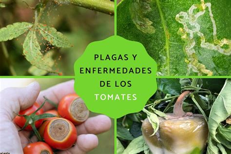 Enfermedad De La Lechuga Causas Síntomas Y Tratamiento Guía Completa ︎