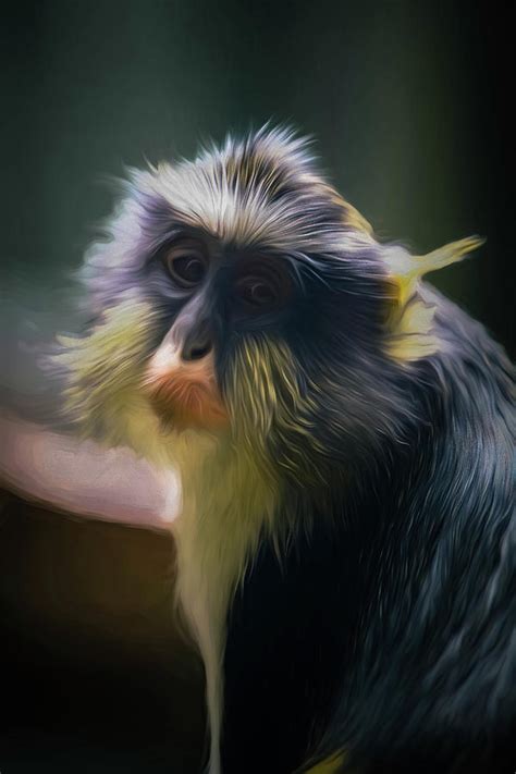 Wolfs Mona Monkey V4 Photograph By Michelle Saraswati Pixels