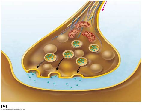 Synapse Diagram Quiz