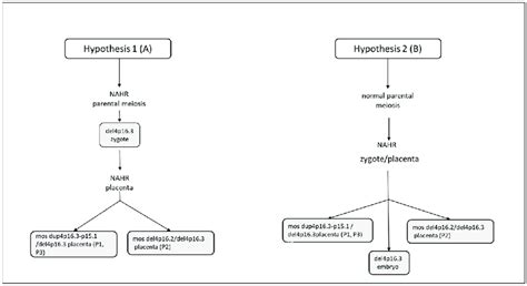 Snp Array Analysis Of The Placenta Tissues A B Placenta Sample 1