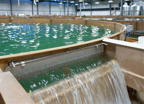 Recirculating Aquaculture Systems Ras