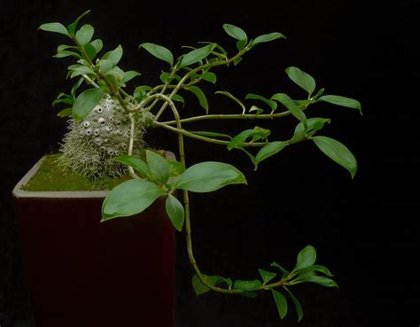 Squamellarias The Natural History And Cultivation Of Fijian Tree