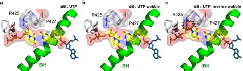 potential mismatched db utp base pair configuration within e coli rnap