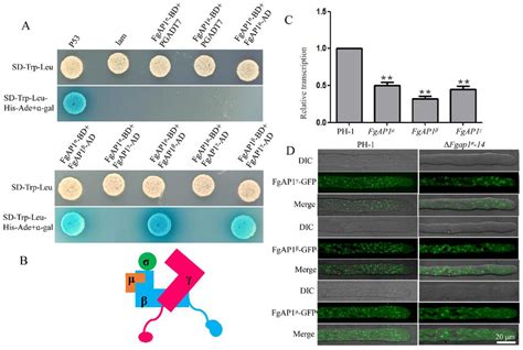 The Relationship Between Fgap1 Complex Subunits And The Localizations Download Scientific