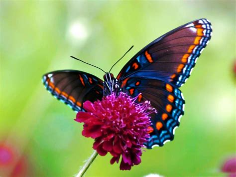 Colourful Butterfly Hd Wallpapers Top Free Colourful Butterfly Hd