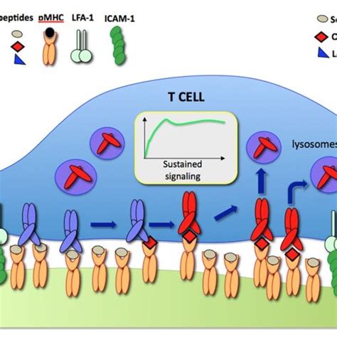 the serial tcr engagement model at the is a few specific pmhc red